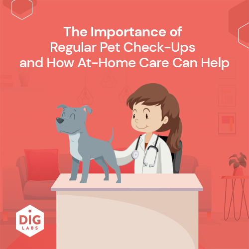 The Importance of Regular Pet Check-Ups and How At-Home Care Can Help ...