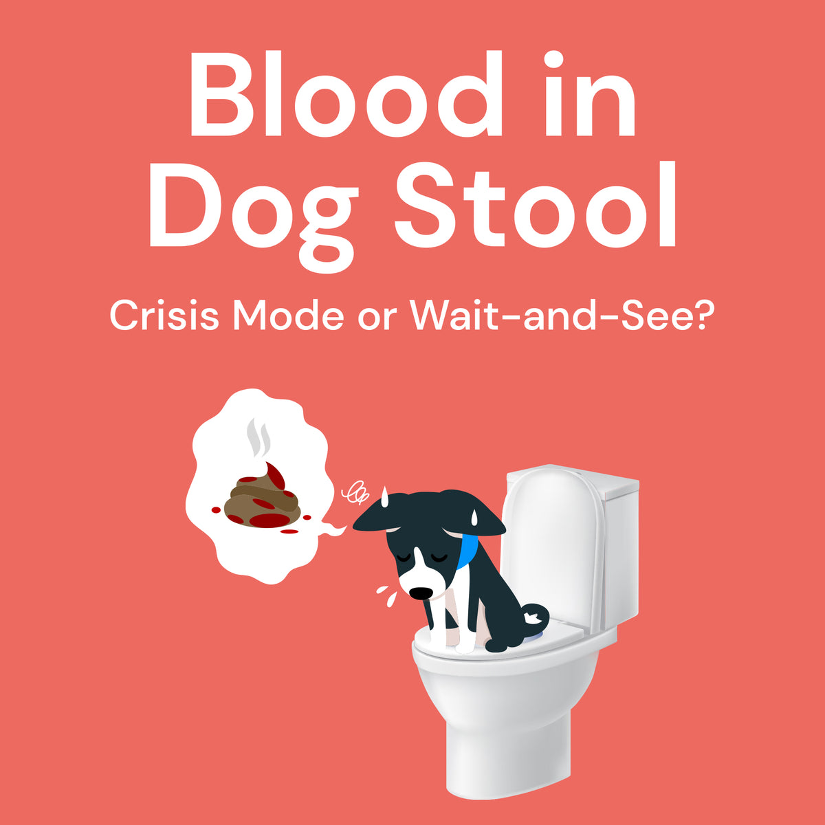 Blood in Dog Stool: Crisis Mode, or Wait-and-See? – DIG labs