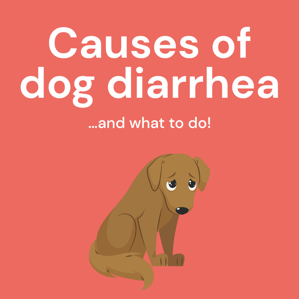 Learn About the Causes of Dog Diarrhea and What to Do – DIG labs