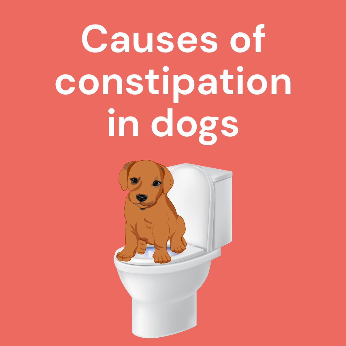 Causes of Constipation in Dogs – DIG labs