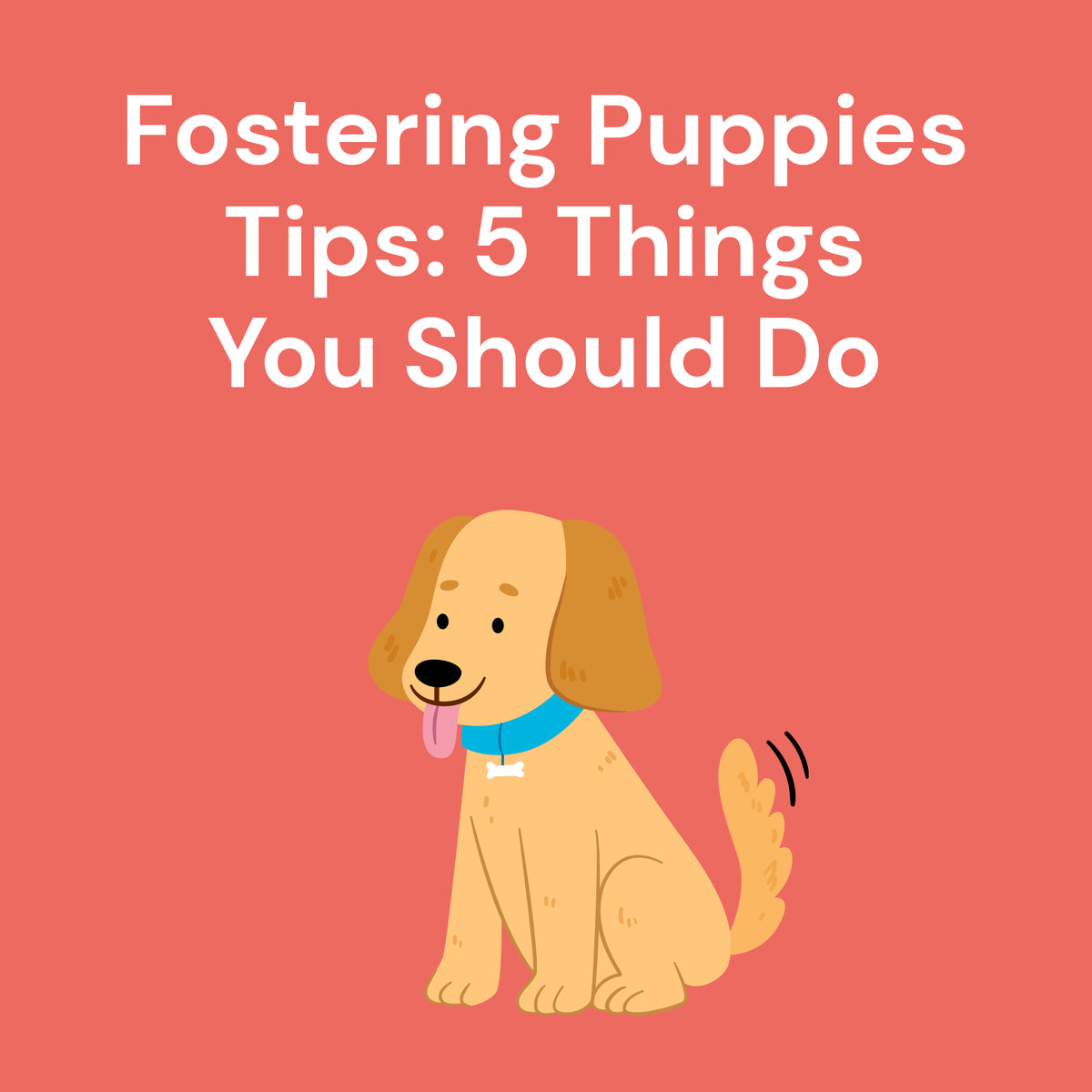 Fostering Puppies Tips: 5 Things You Should Do – DIG labs